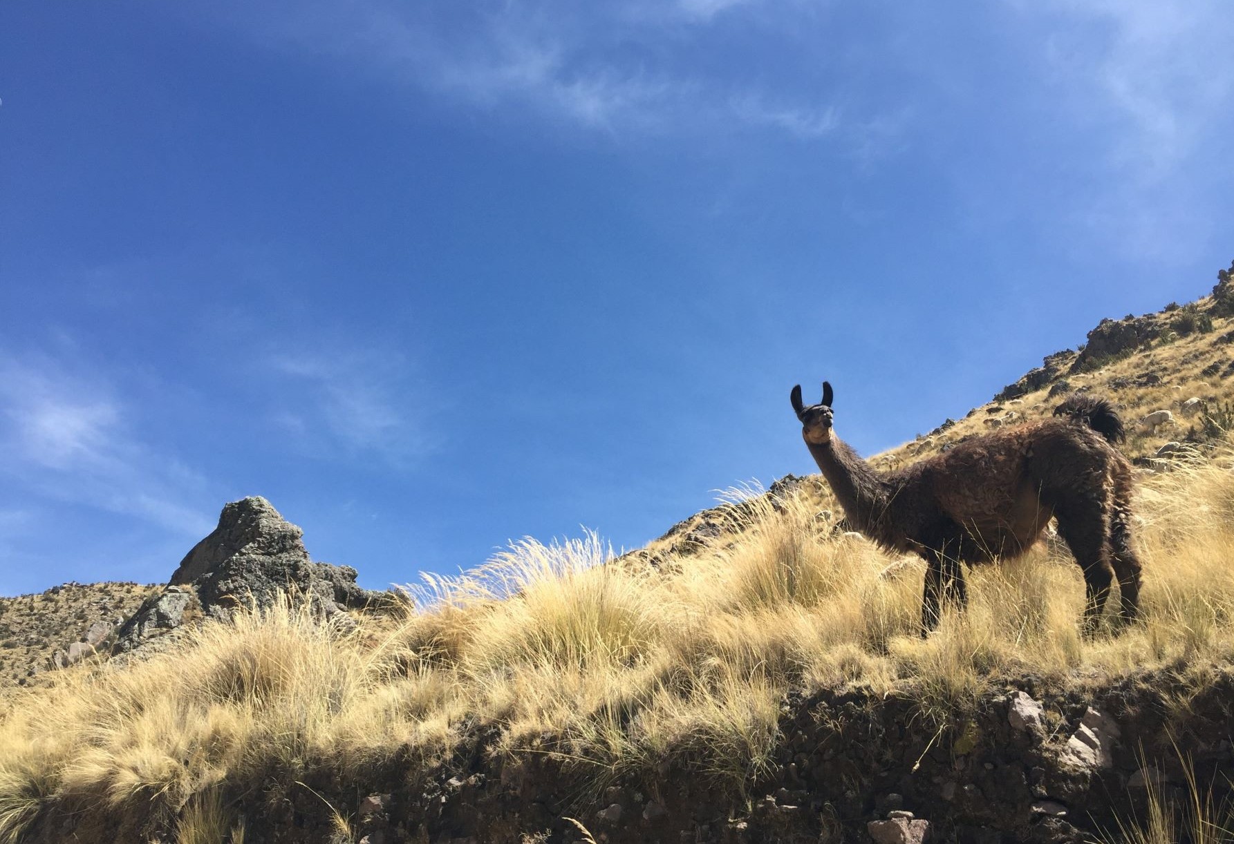 Descubre las otras maravillas de Puno | Blog | EL COMERCIO PERÚ