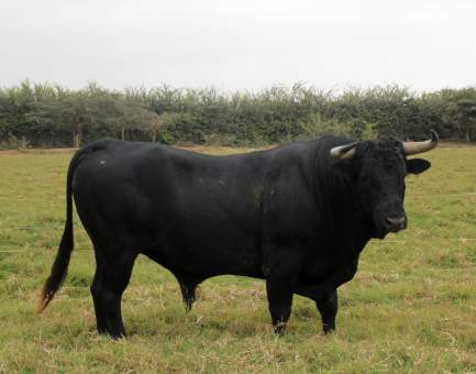 Fiesta Brava | Blog | EL COMERCIO PERÚ