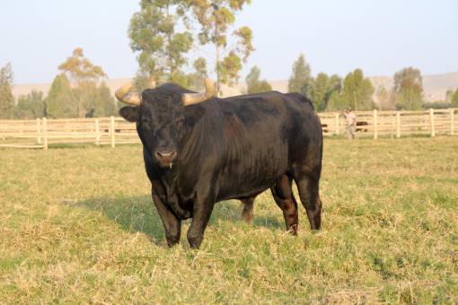 Fiesta Brava | Blog | EL COMERCIO PERÚ